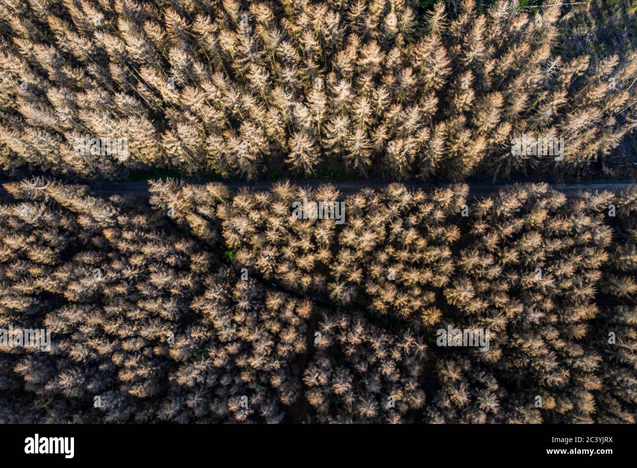Forest dieback in the Arnsberg Forest Nature Park, more than 70 percent ...