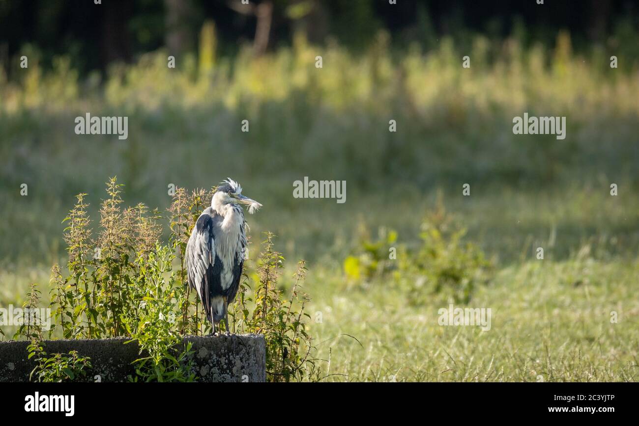 Grey heron standing on a tree stump Stock Photo - Alamy