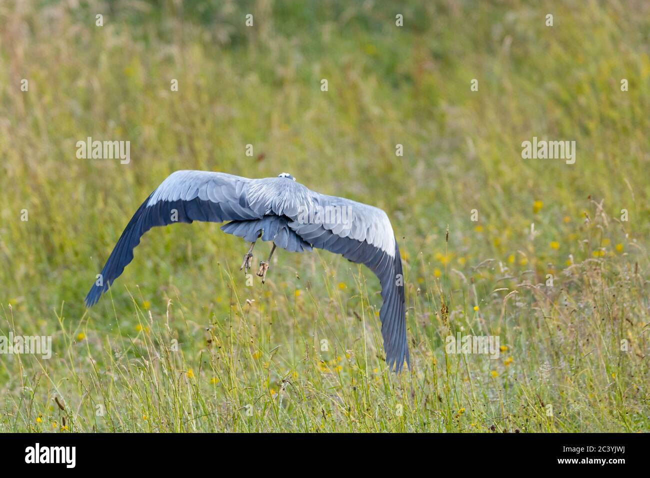 Great blue heron mangrove hi-res stock photography and images - Alamy