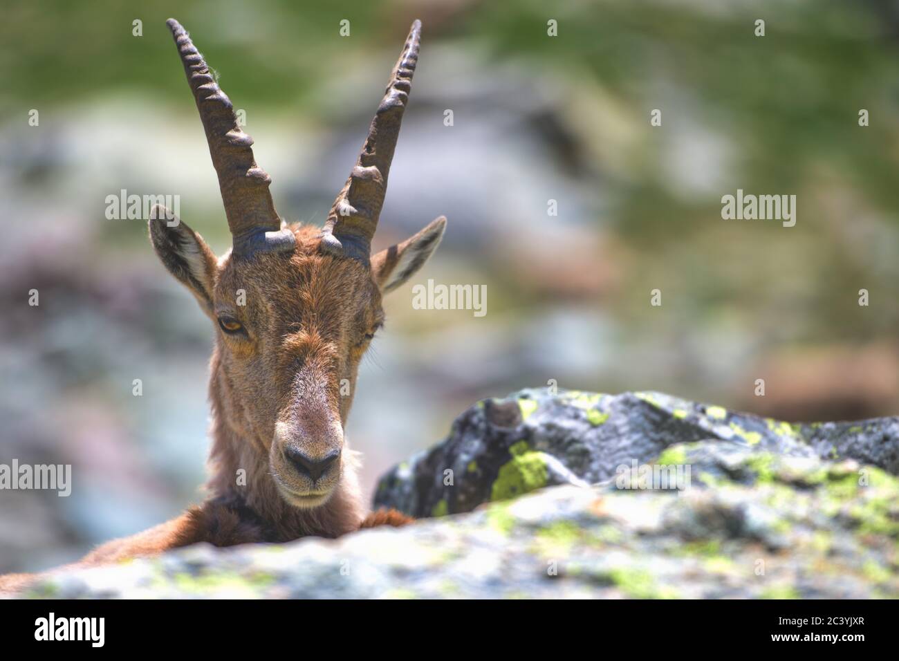 Ibex head hi-res stock photography and images - Alamy