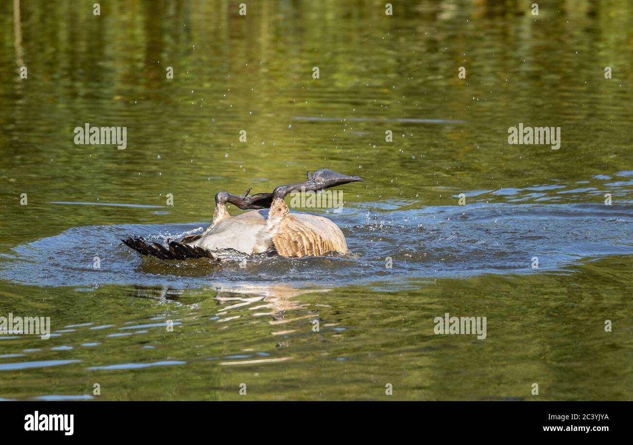 Canadian goose upside down in the water Stock Photo - Alamy
