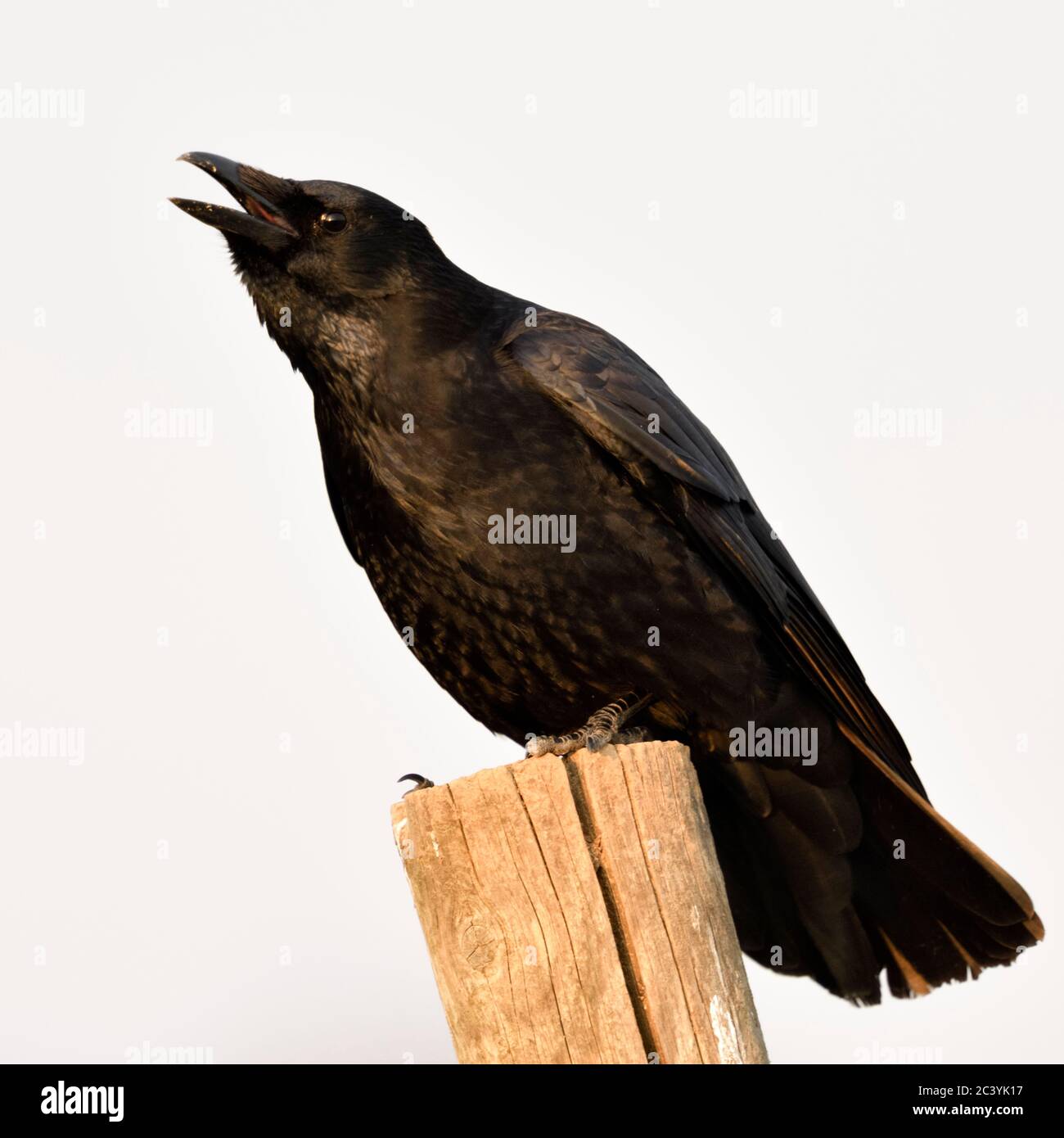 Eurasian crow hi-res stock photography and images - Alamy