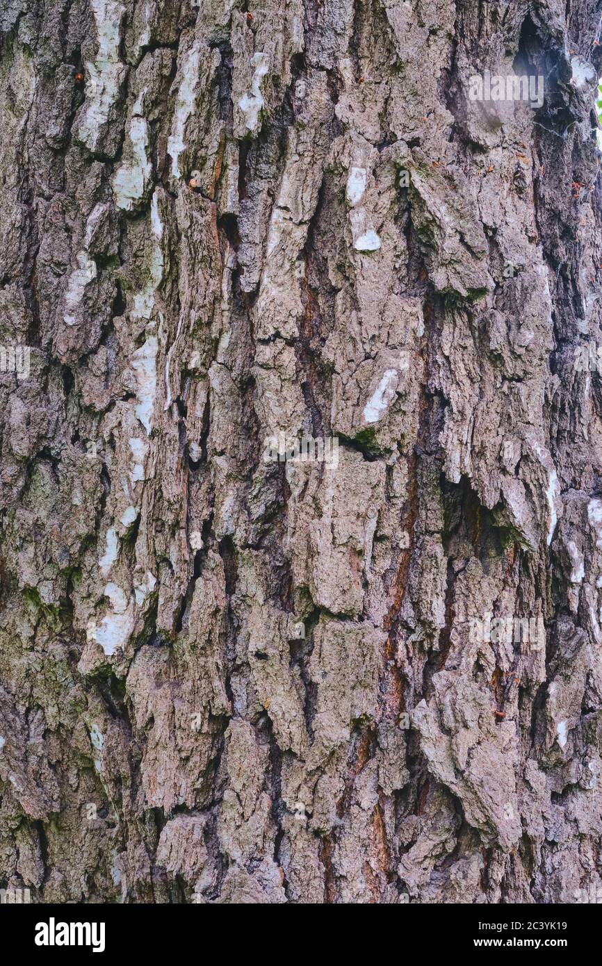 Birch cracked bark texture hi-res stock photography and images - Alamy