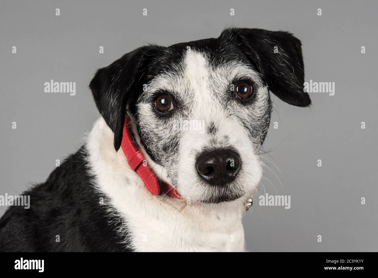 9 year old male crossbreed dog (jack russell terrier x spaniel), UK ...