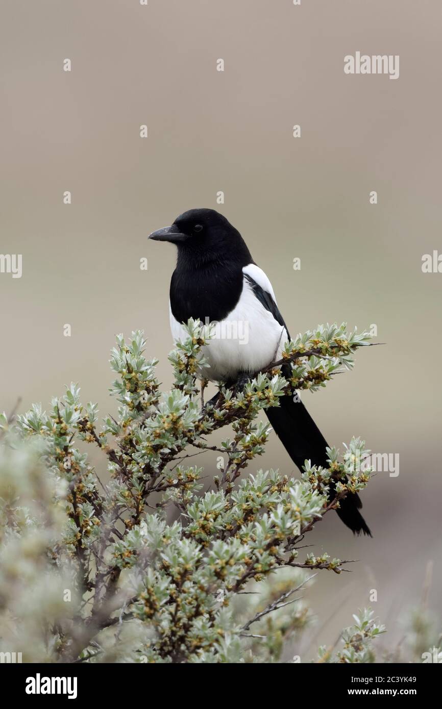 Magpie side view hi-res stock photography and images - Alamy