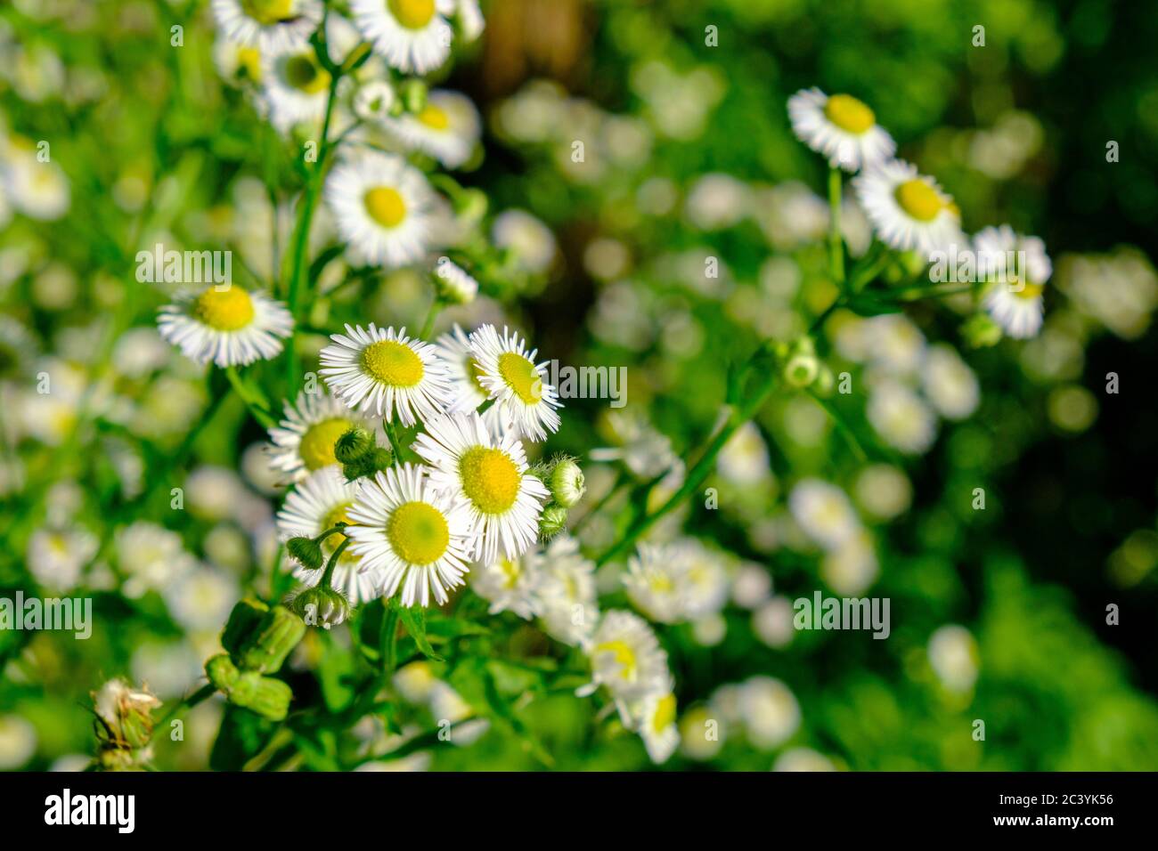 Daisy with stem hi-res stock photography and images - Alamy