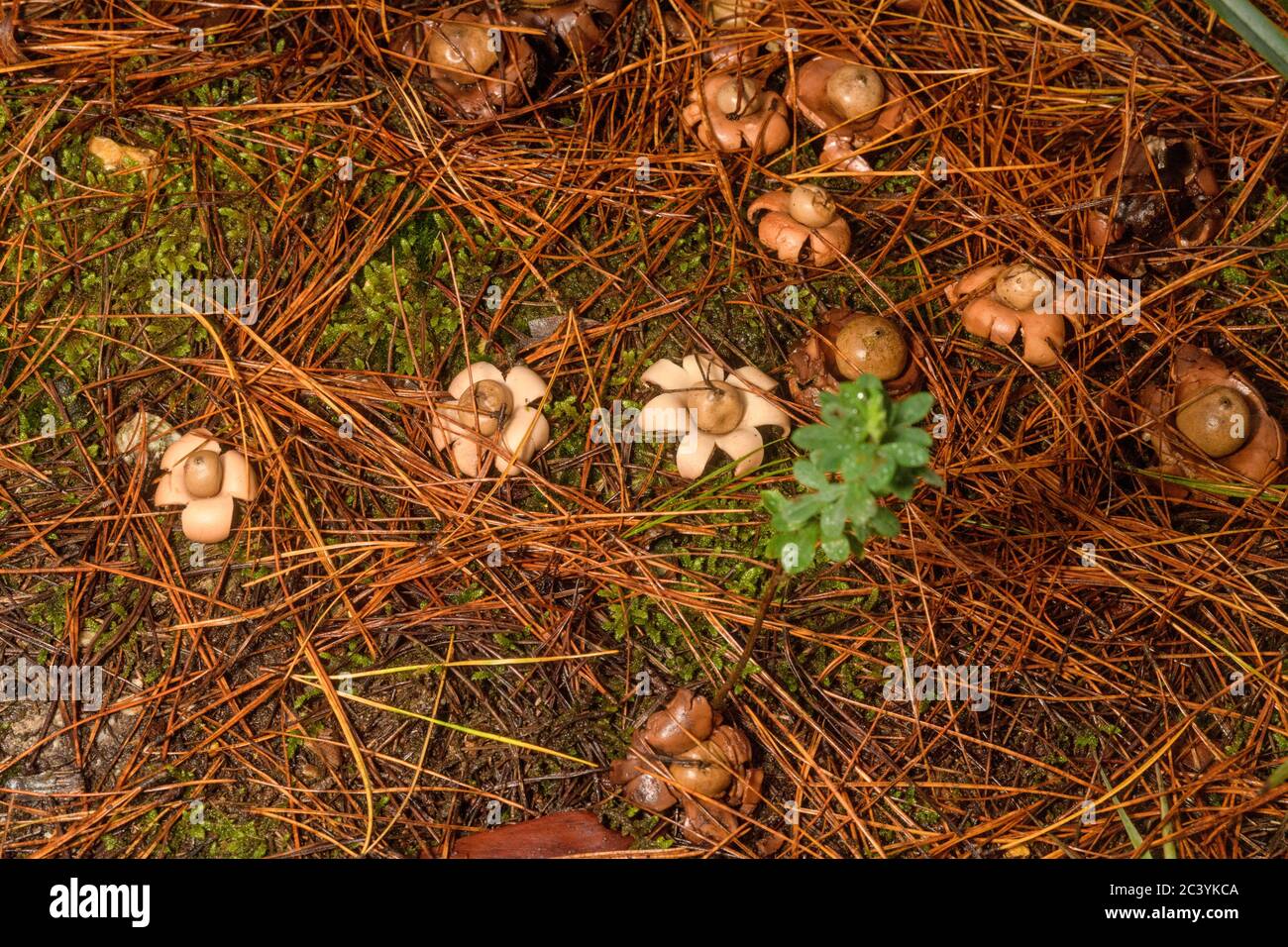 Autumn in the Pine wood and Earth Star fungi grow beside the track ...