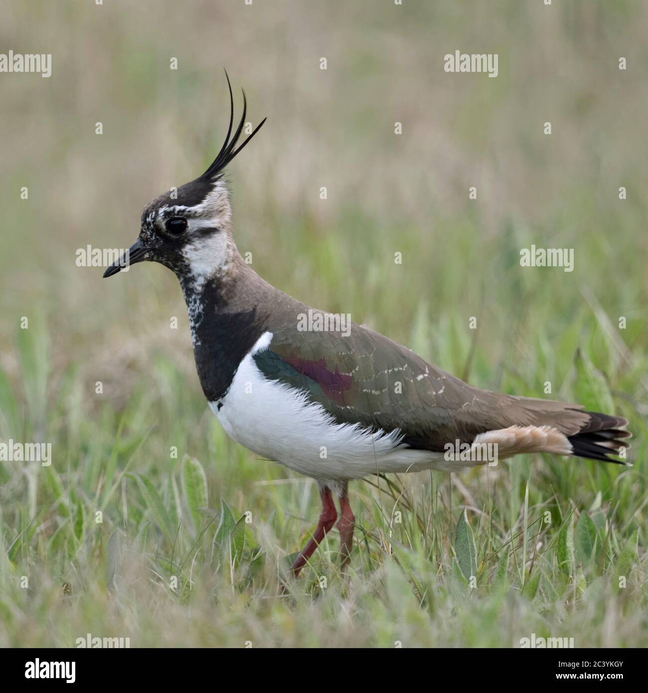 Lapwing peewit hi-res stock photography and images - Alamy