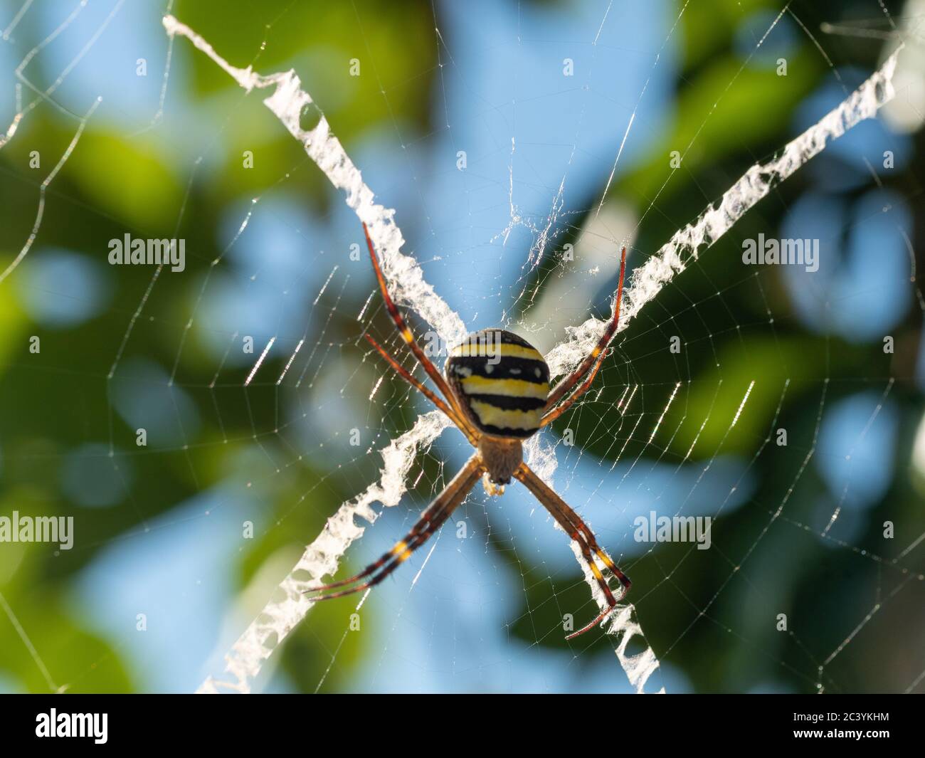 A Female St Andrews cross spider in her web, whose web looks like the ...