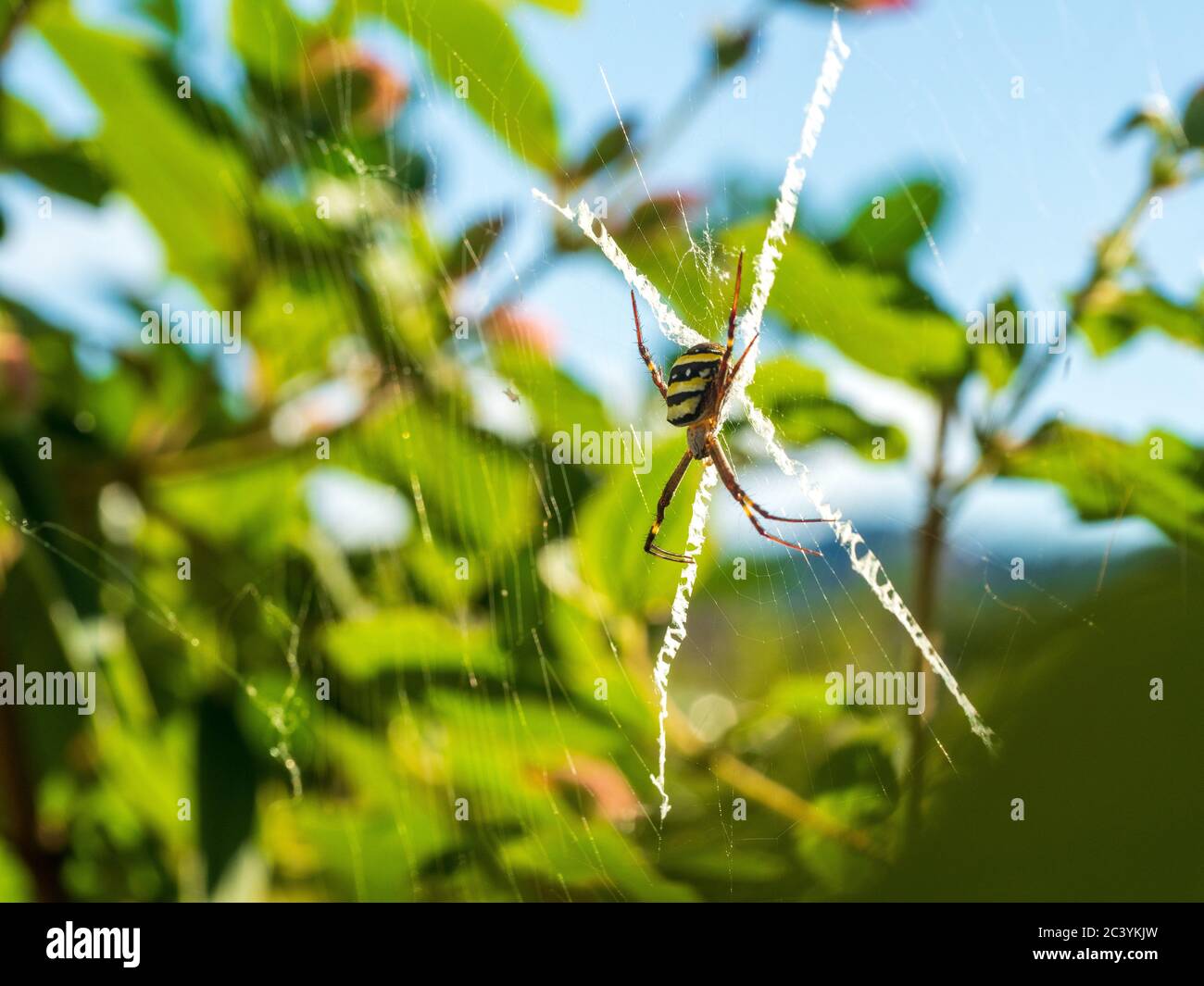 A Female St Andrews cross spider in her web, whose web looks like the ...