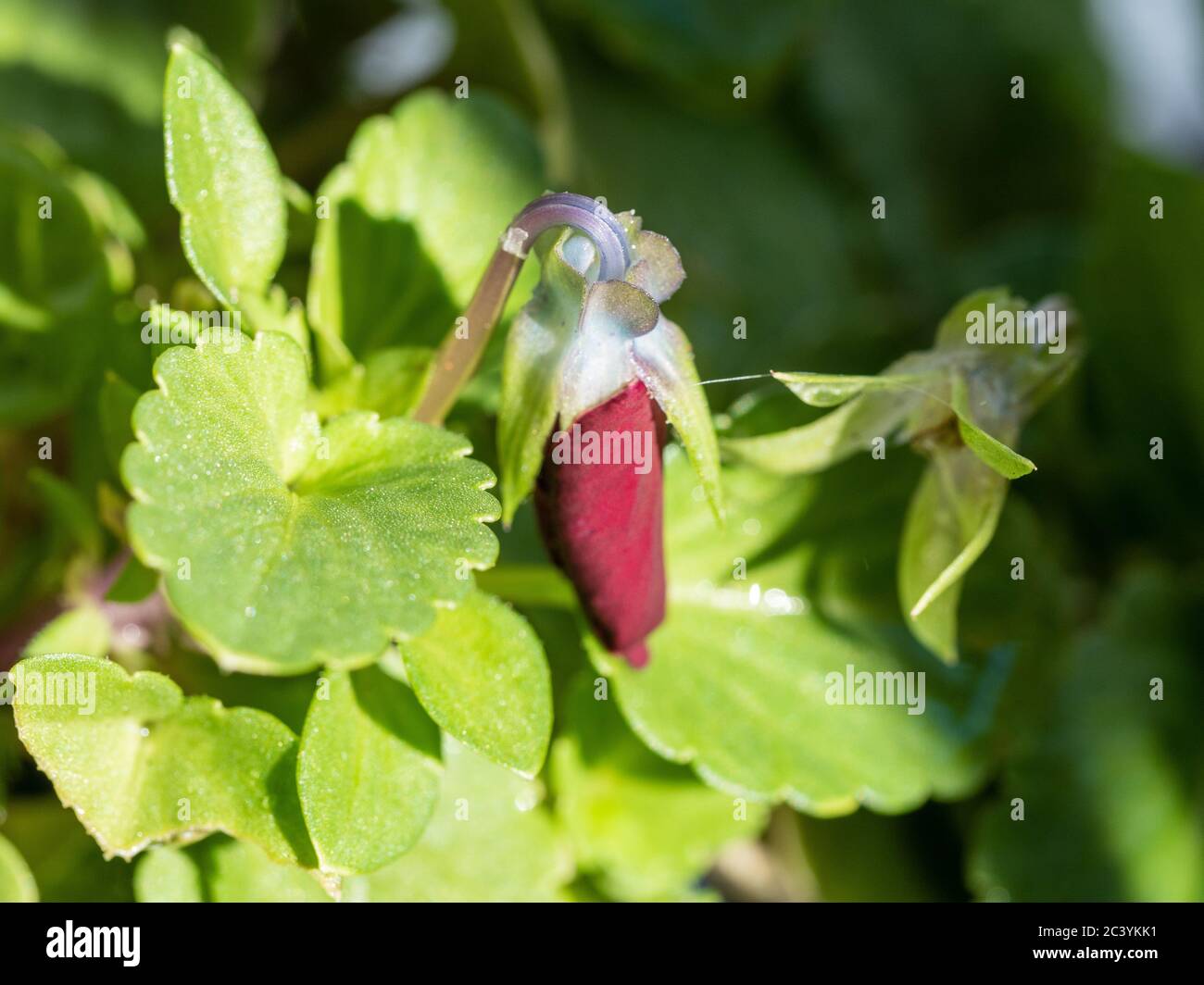 A single Beautiful red Pansy bud waiting to flower, looking like a red ...