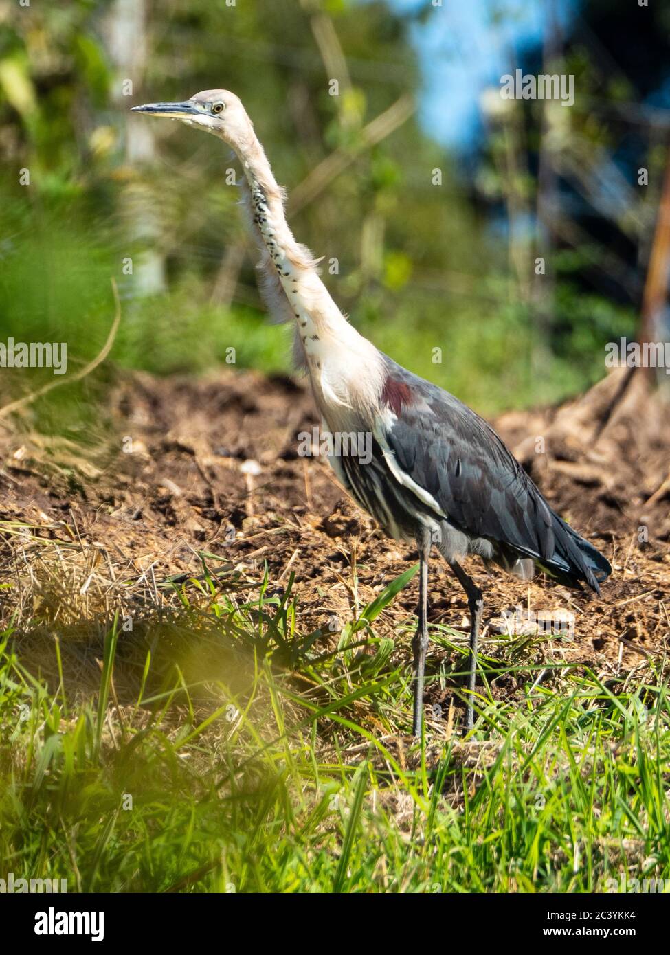 White Necked Heron, Australian bird Stock Photo - Alamy