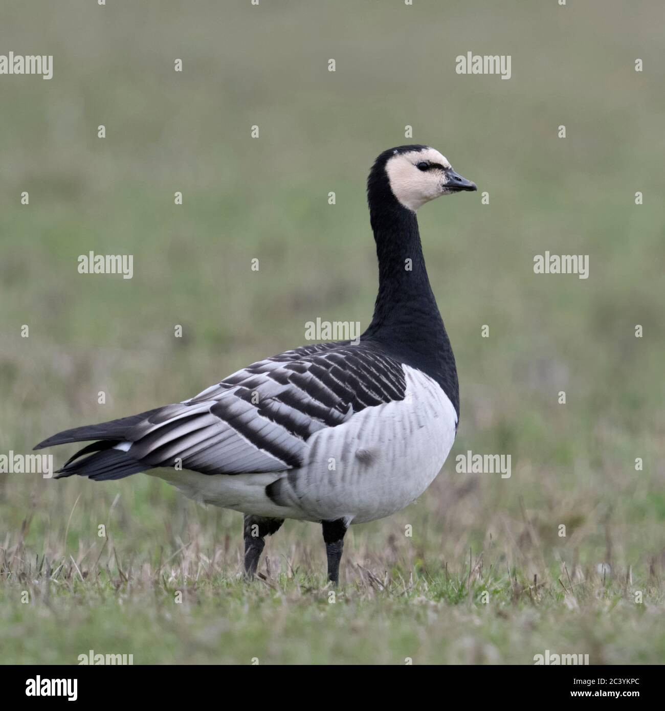 Long neck goose hi-res stock photography and images - Alamy