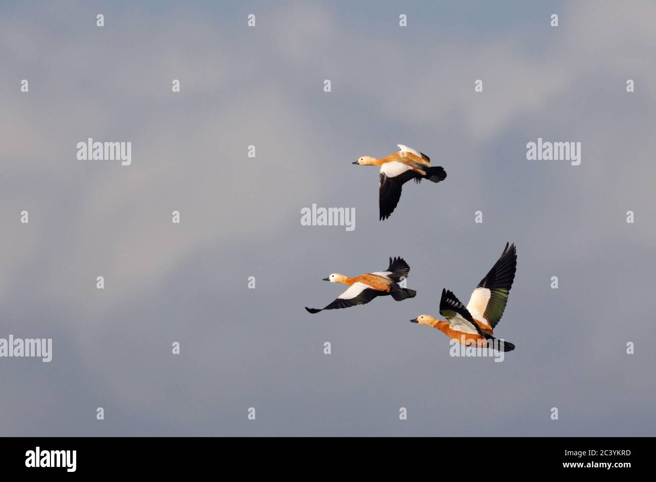 Flying shelducks hi-res stock photography and images - Alamy