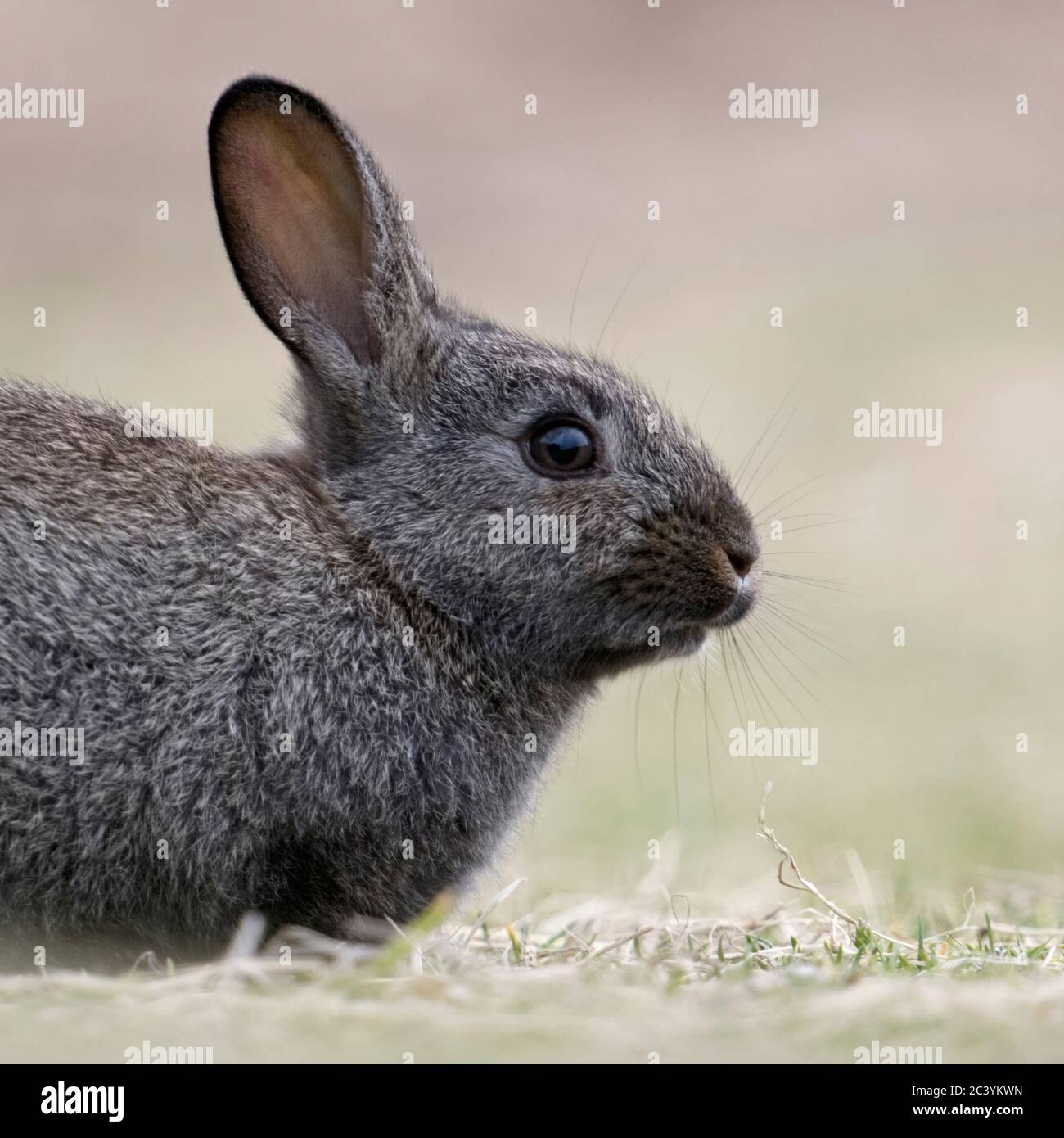 Black European Rabbit / Wildkaninchen ( Oryctolagus cuniculus ), black ...
