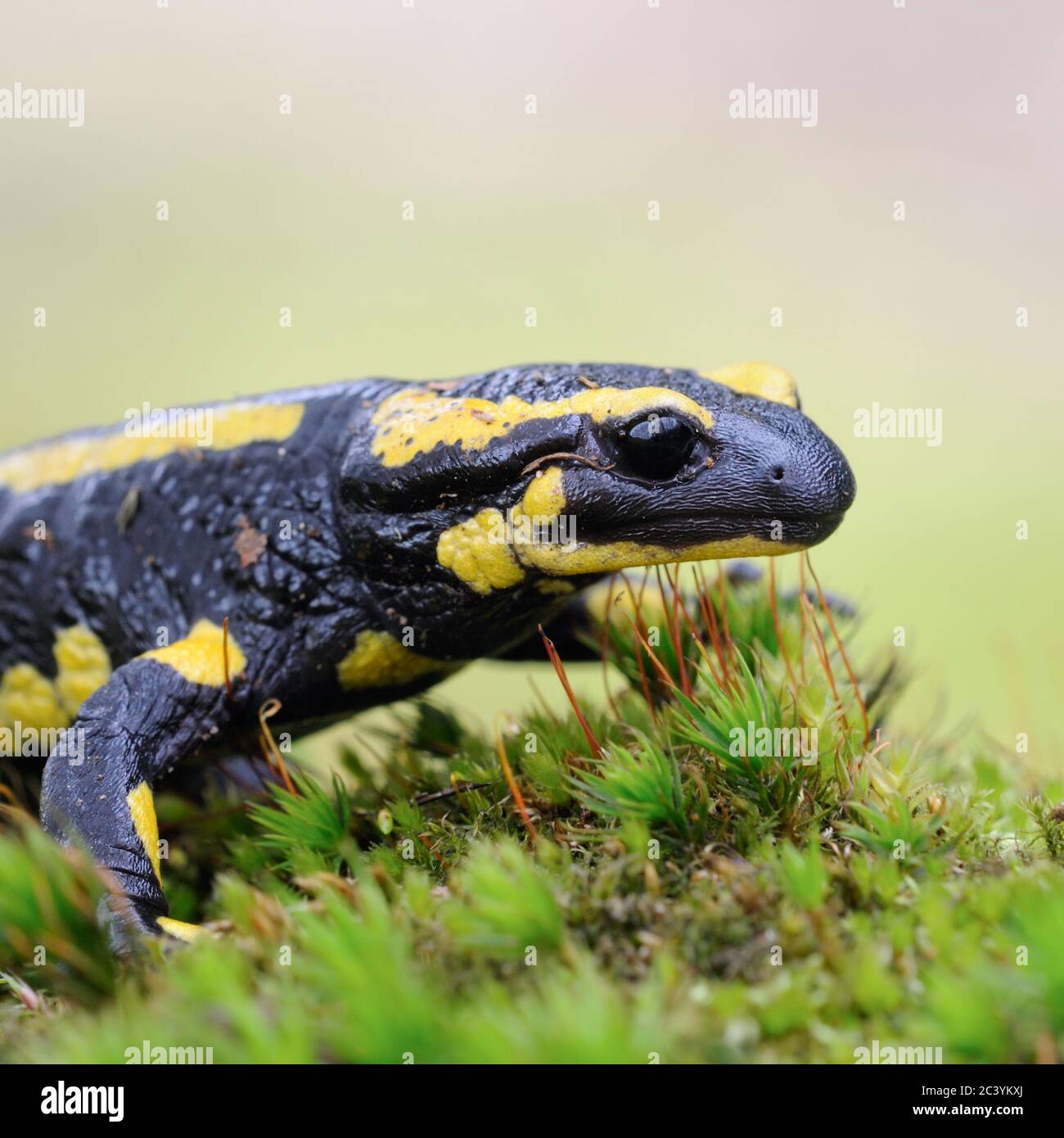 Endangered salamander hi-res stock photography and images - Alamy