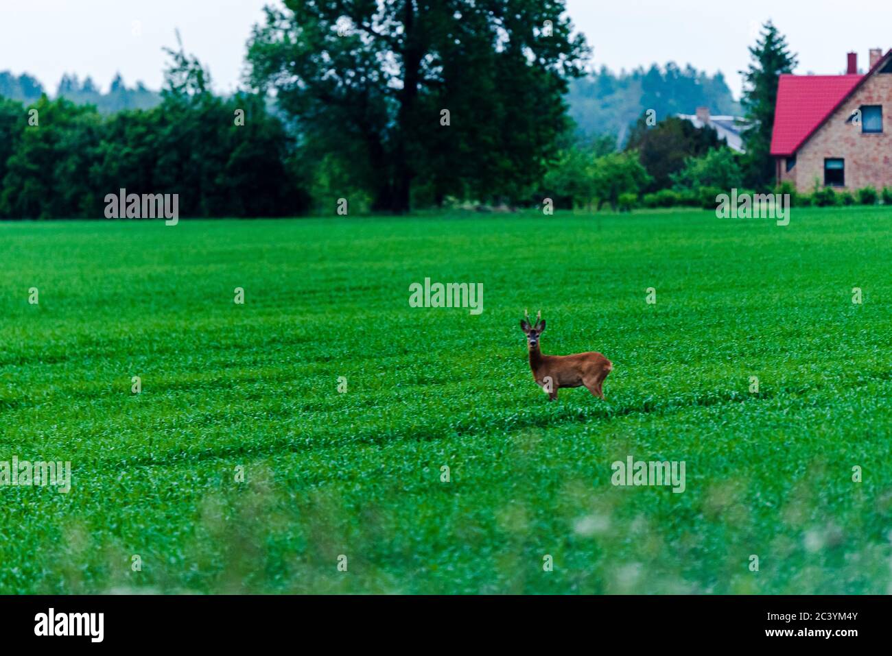 Young Deer At Night High Resolution Stock Photography and Images - Alamy