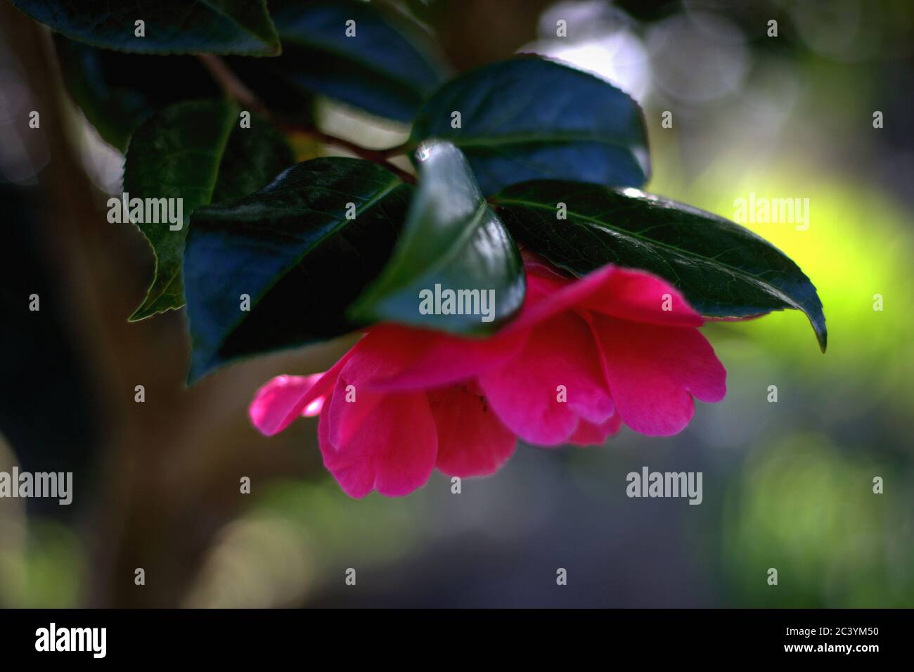 Azalea red leaves hi-res stock photography and images - Alamy