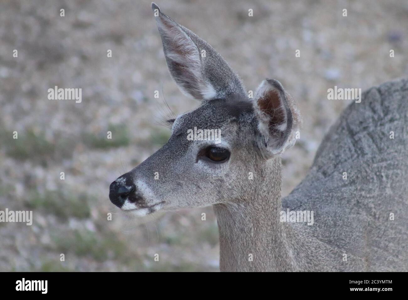 Ramsey Canyon Deer 1 Stock Photo - Alamy