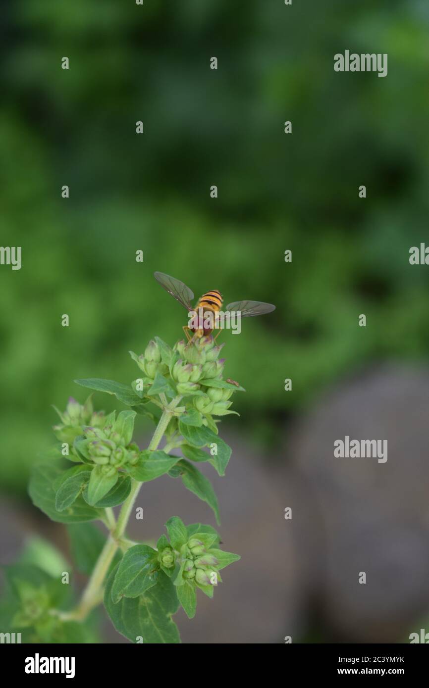 Little insects hi-res stock photography and images - Alamy