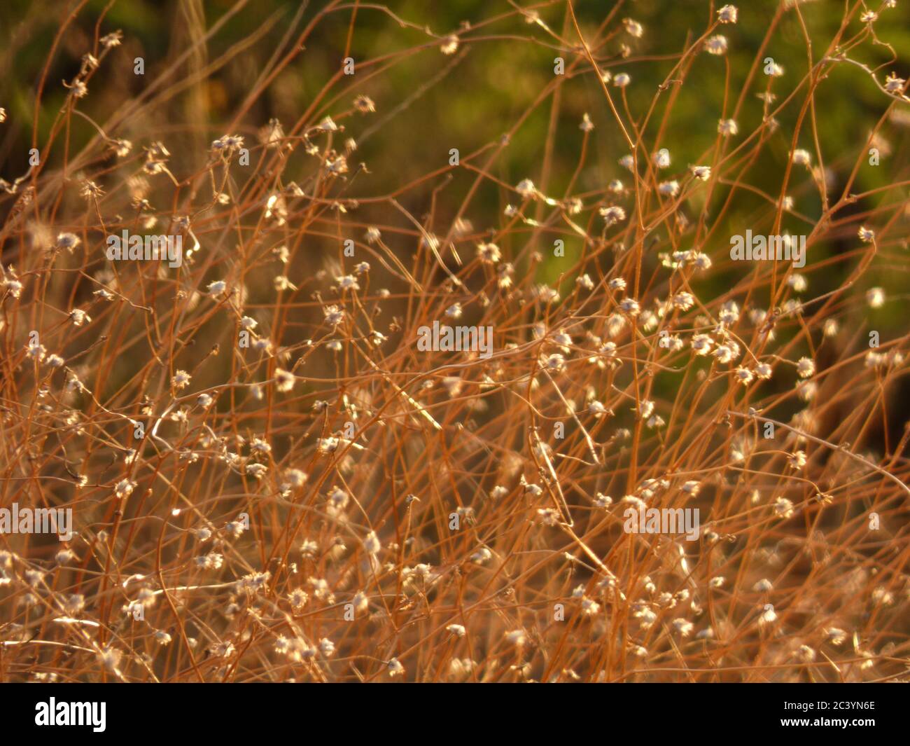 Dry Flowers Late Spring Stock Photo - Alamy