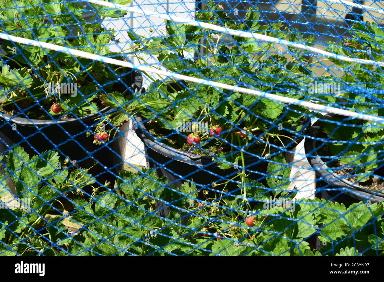 strawberry plants behind a net Stock Photo - Alamy