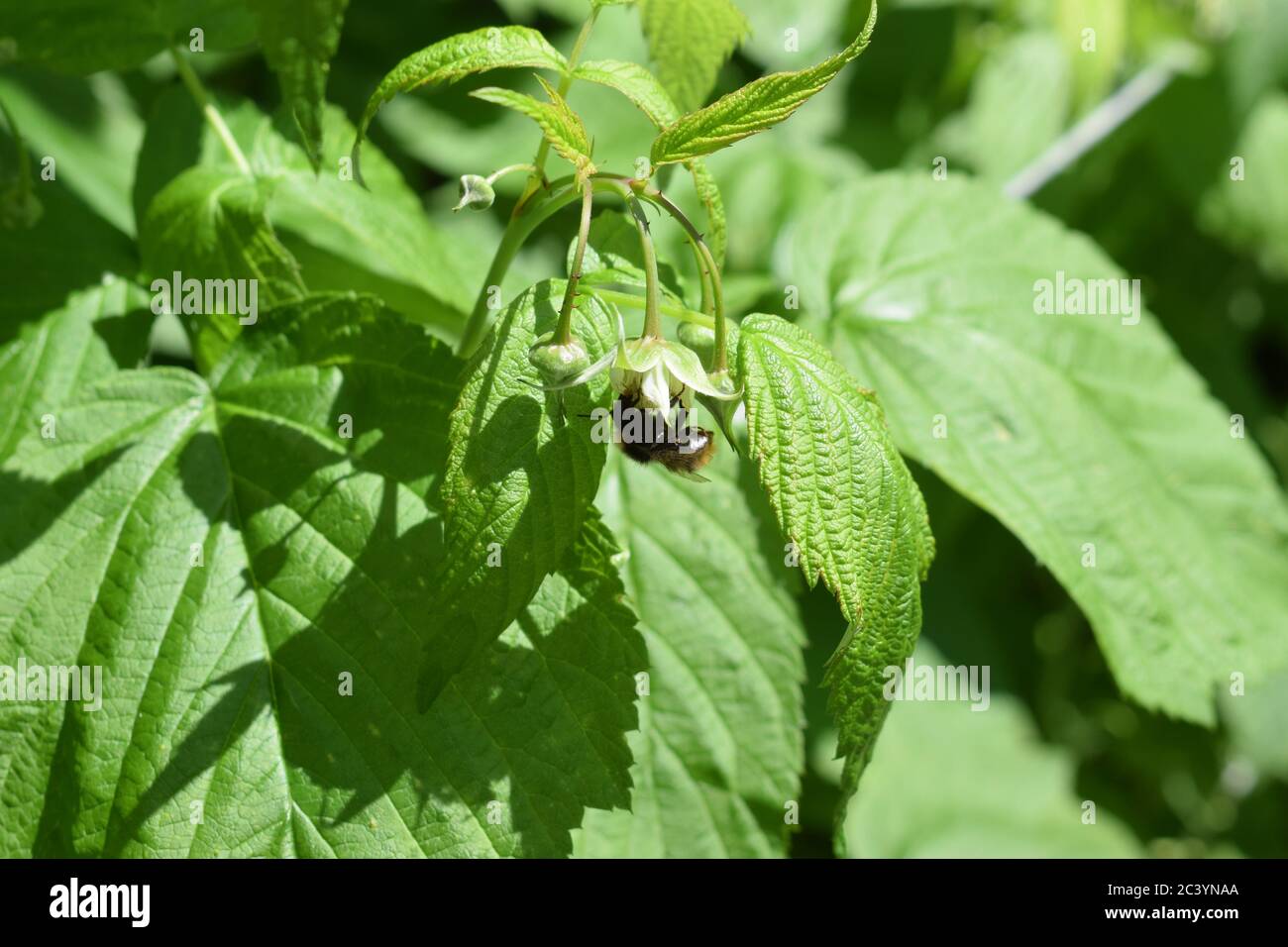 bee on raspberry plant Stock Photo - Alamy