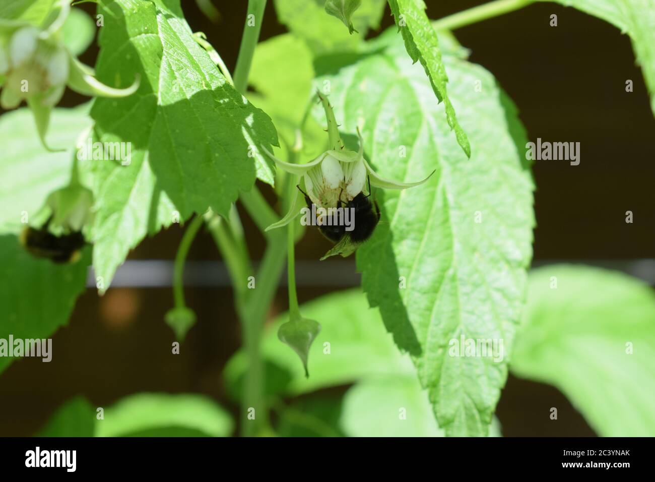 bee on raspberry plant Stock Photo - Alamy