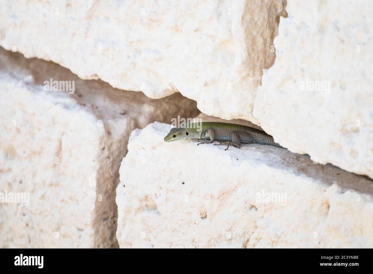 Green lizard among the cracks of a white dry wall. Summer animals in ...