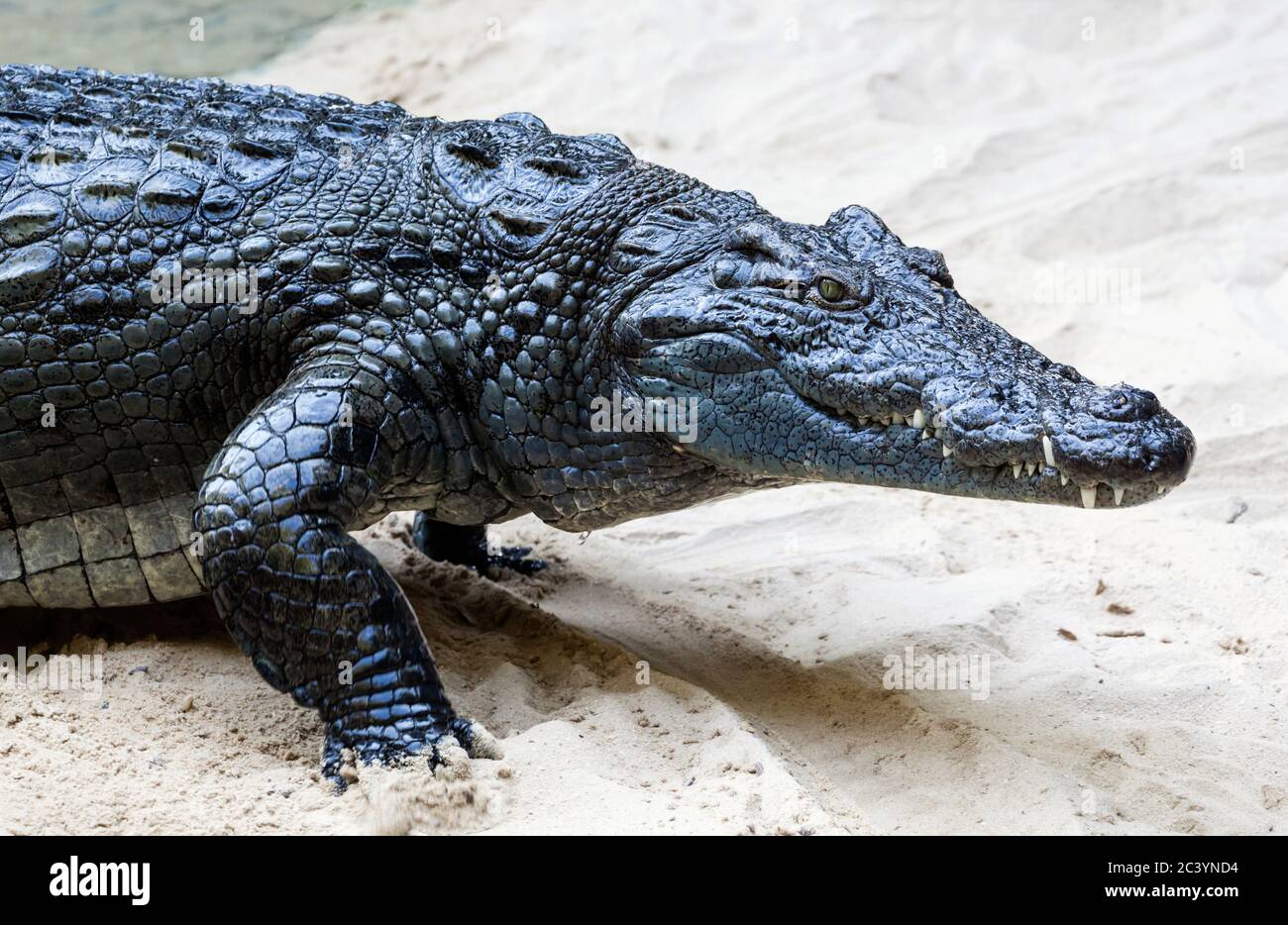 Nile crocodile or common crocodile (Crocodylus niloticus Stock Photo ...