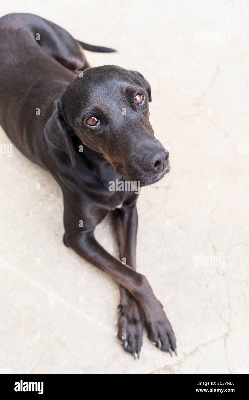 Sad black mixed race dog with paws crossed Stock Photo - Alamy
