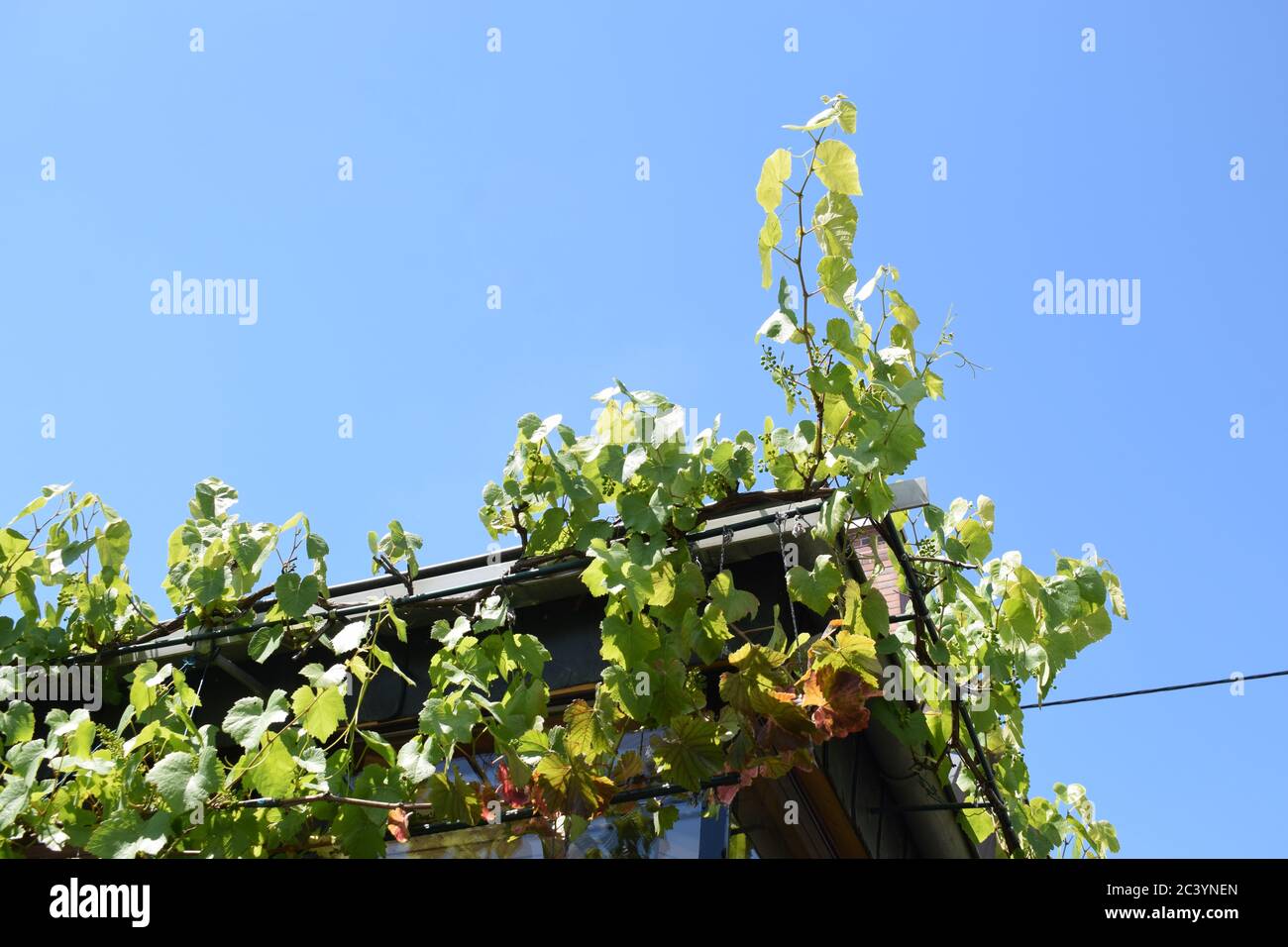 vine roof on the garden Stock Photo - Alamy