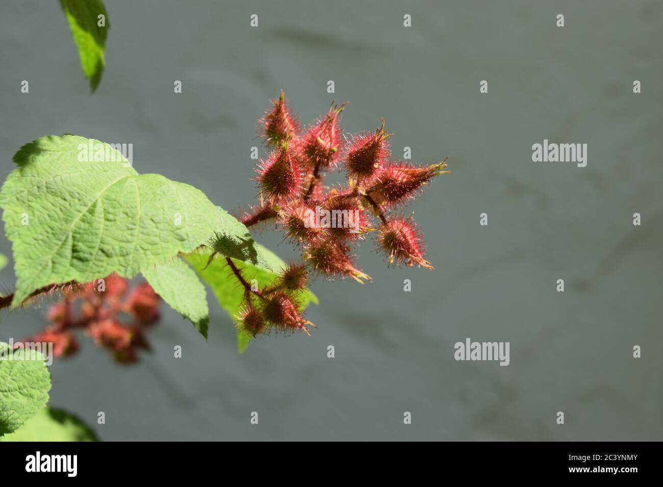 Japanese wineberry growing hi-res stock photography and images - Alamy