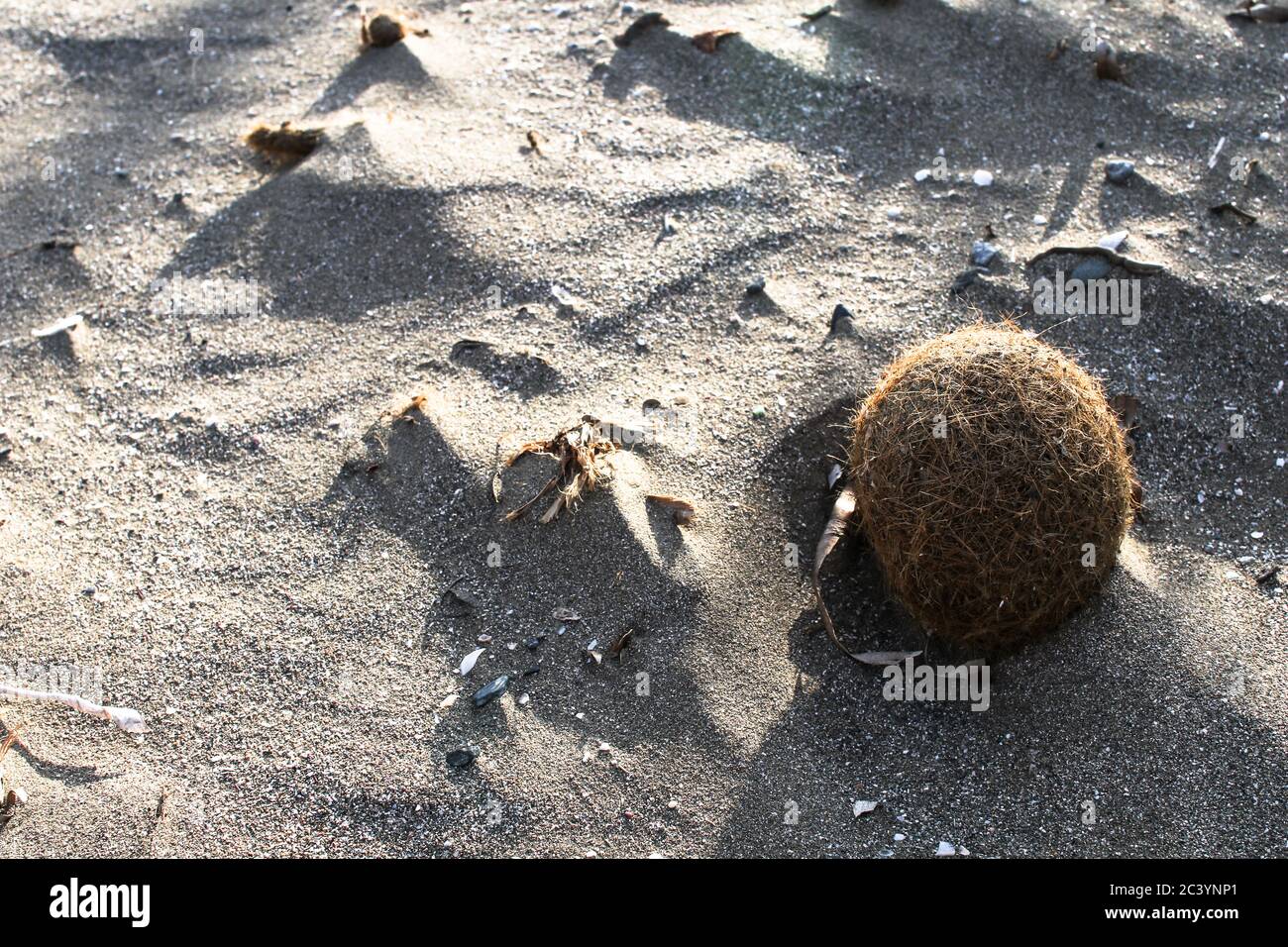 Ball of seaweed on the beach Stock Photo - Alamy