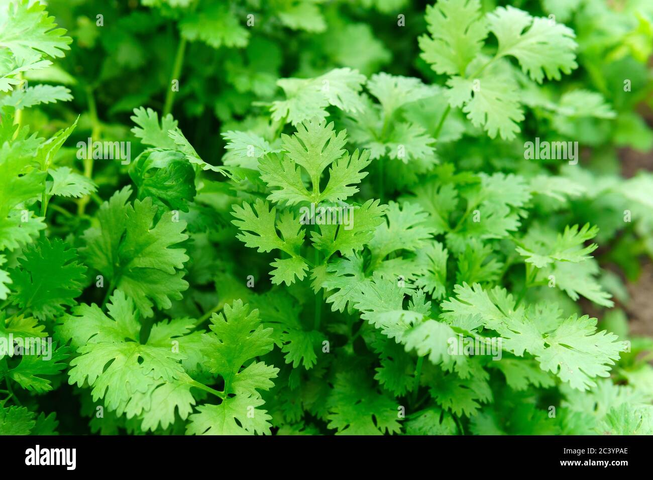 Cilantro Chinese Parsley