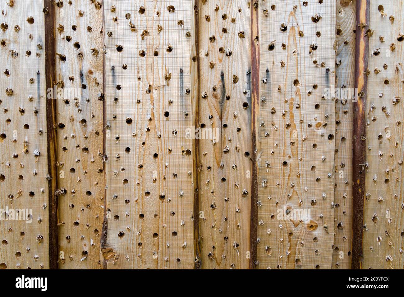 Holes in wood Board, wood Board background. Wooden Board with lots of ...