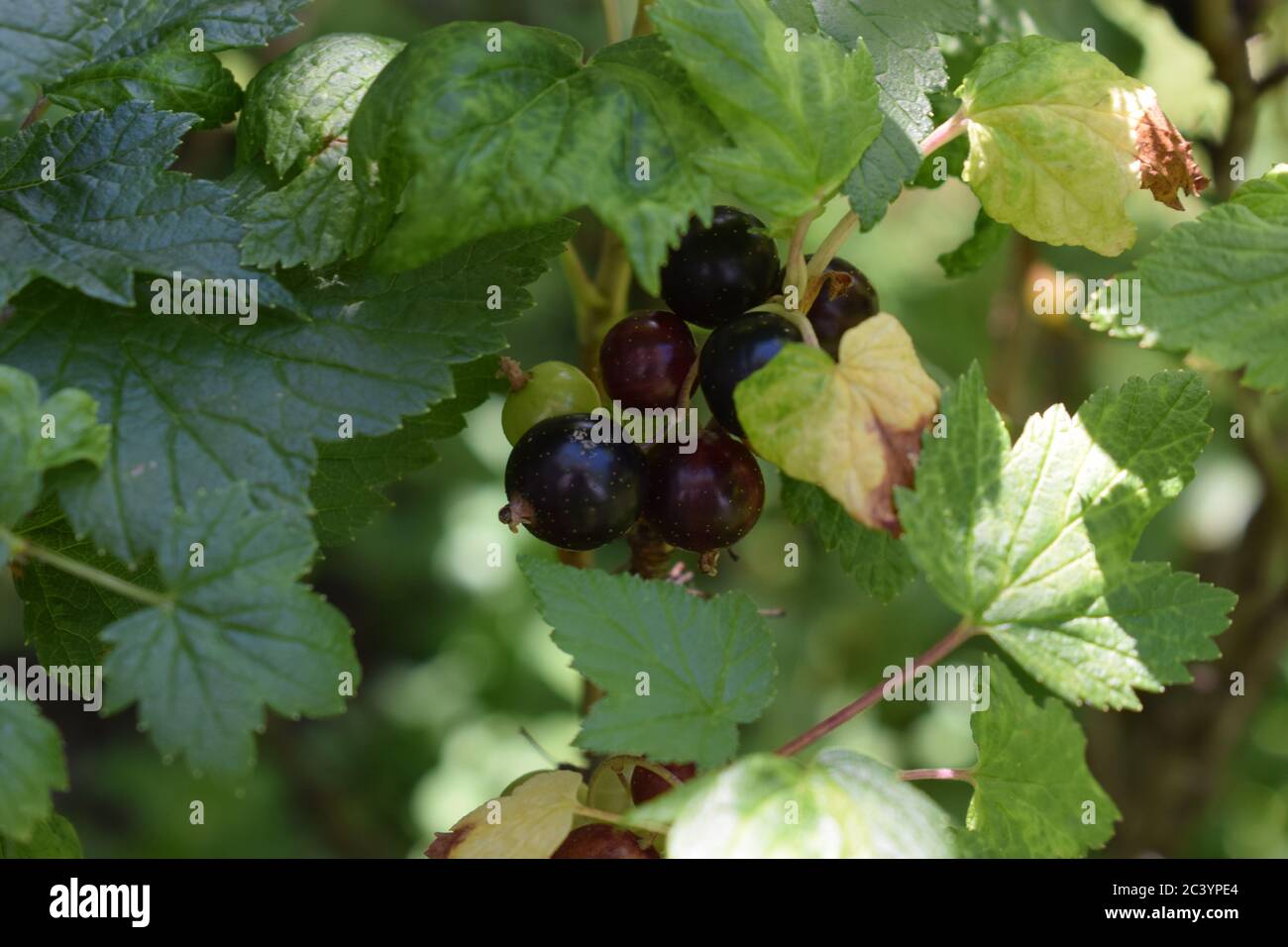Black ribis hi-res stock photography and images - Alamy