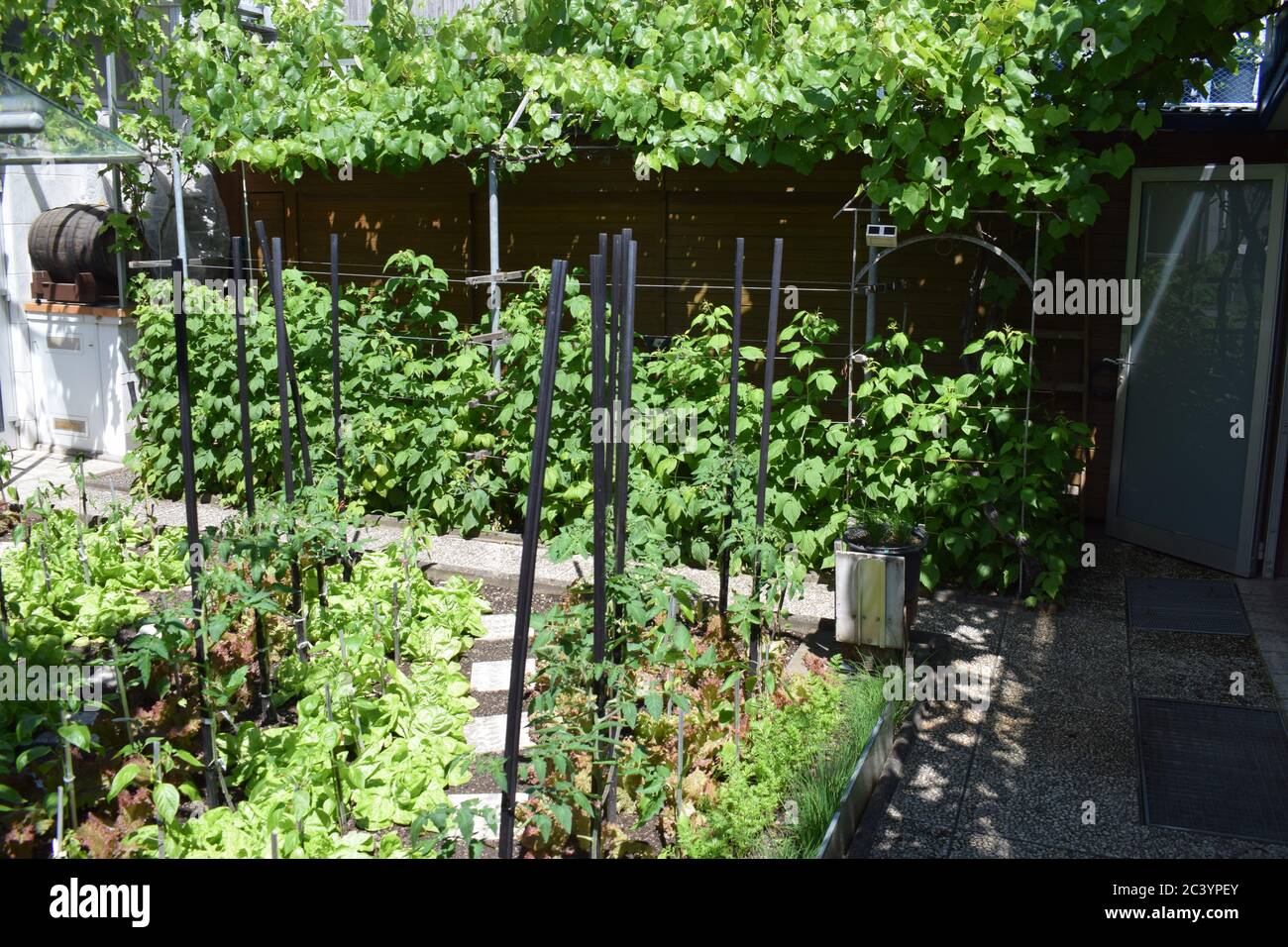 Raspberry 'Ruby Beauty' Stock Photo - Alamy