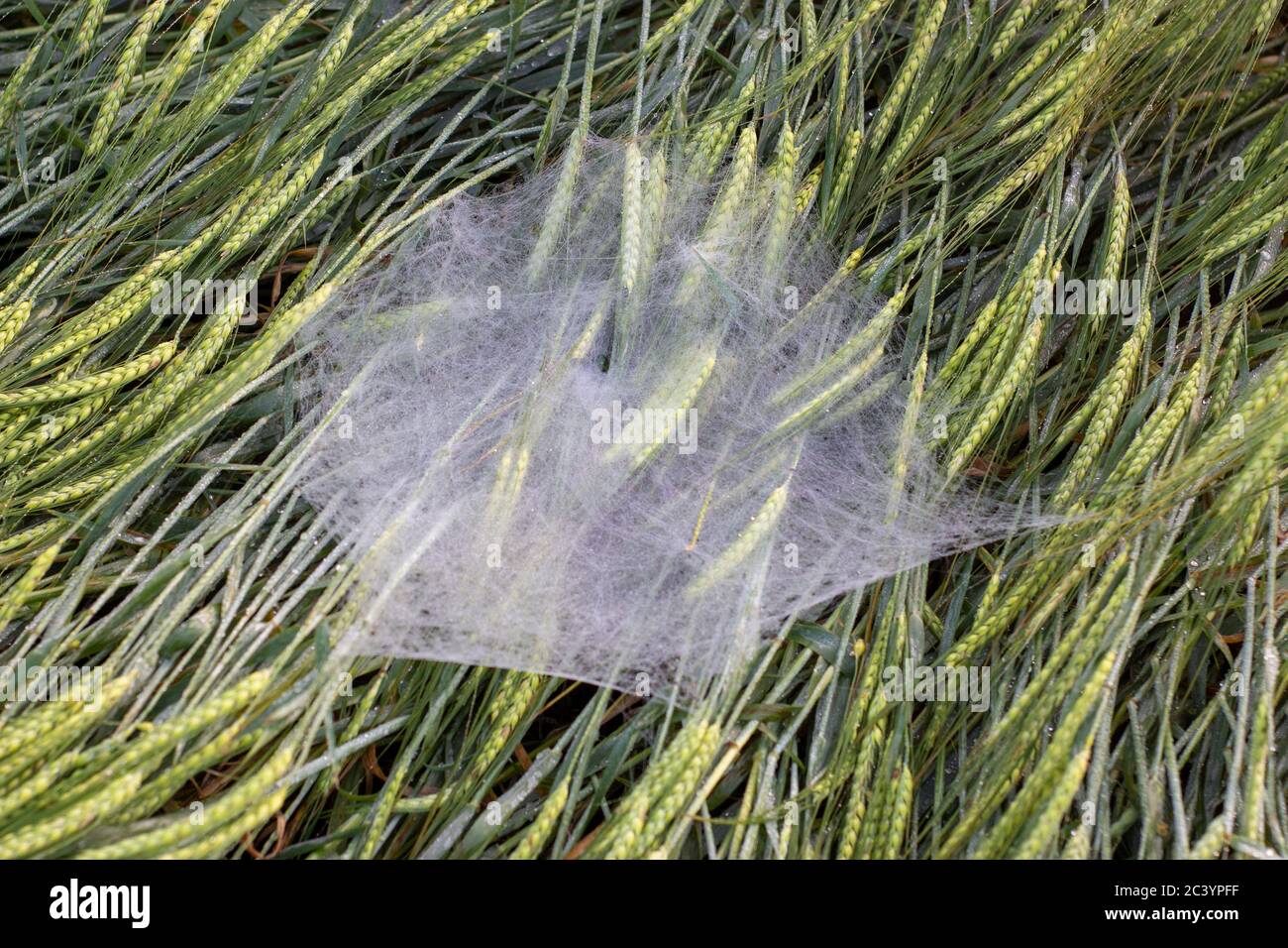 Ears that put the wind and cobwebs wrapped over the grain by spiders ...