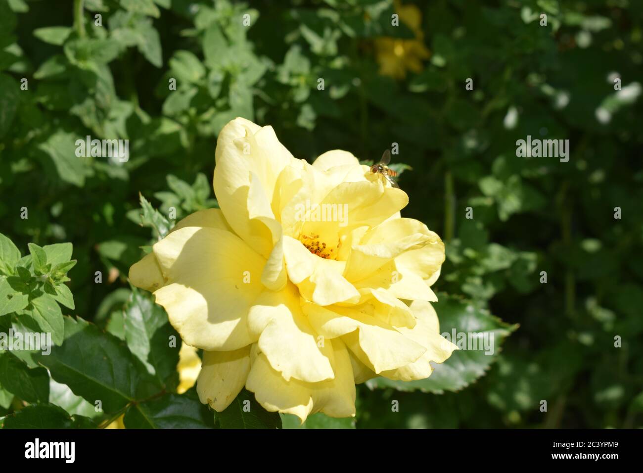 Germany Rosegarden High Resolution Stock Photography and Images - Alamy