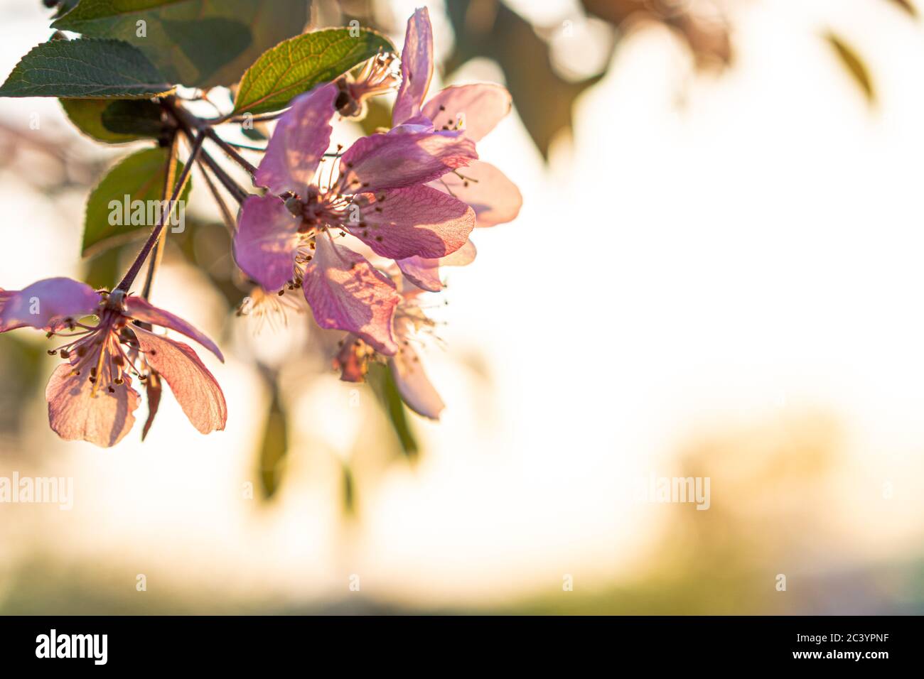 Floral screensavers hi-res stock photography and images - Alamy