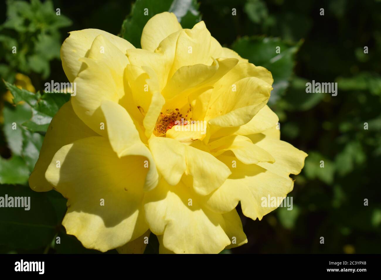 Germany Rosegarden High Resolution Stock Photography and Images - Alamy