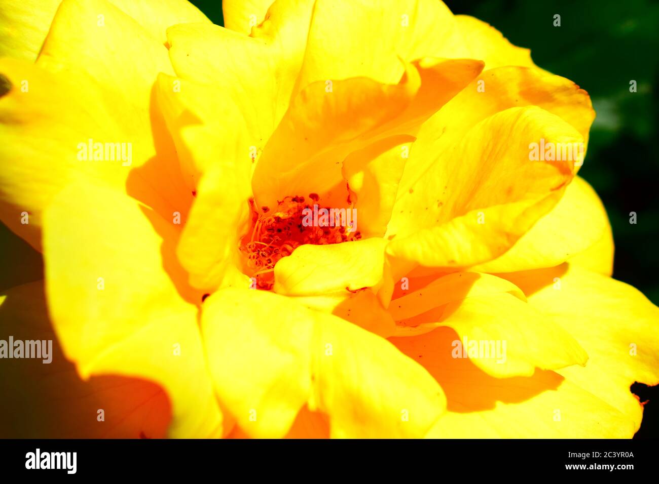 Germany Rosegarden High Resolution Stock Photography and Images - Alamy