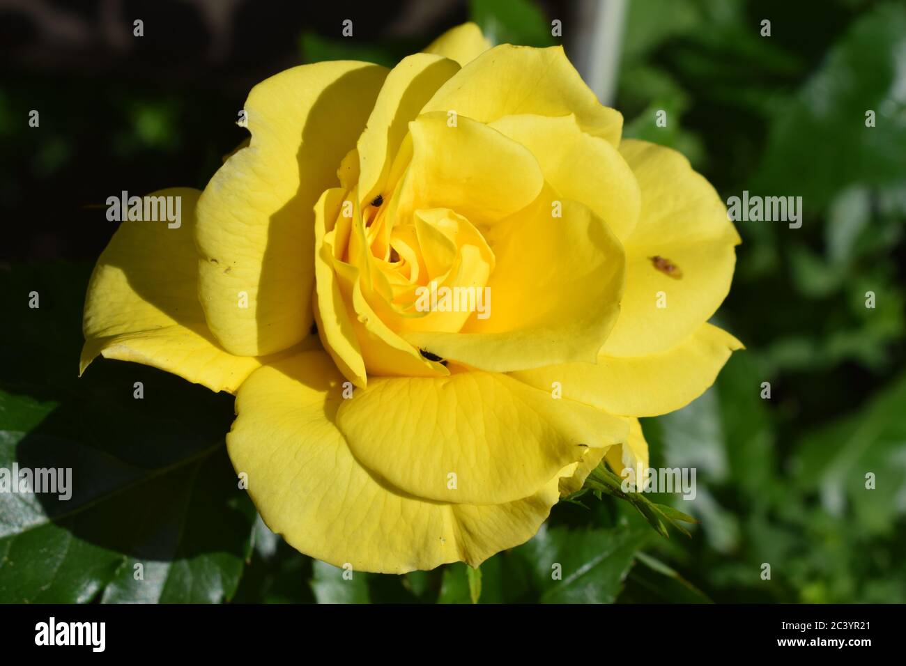 Germany Rosegarden High Resolution Stock Photography and Images - Alamy
