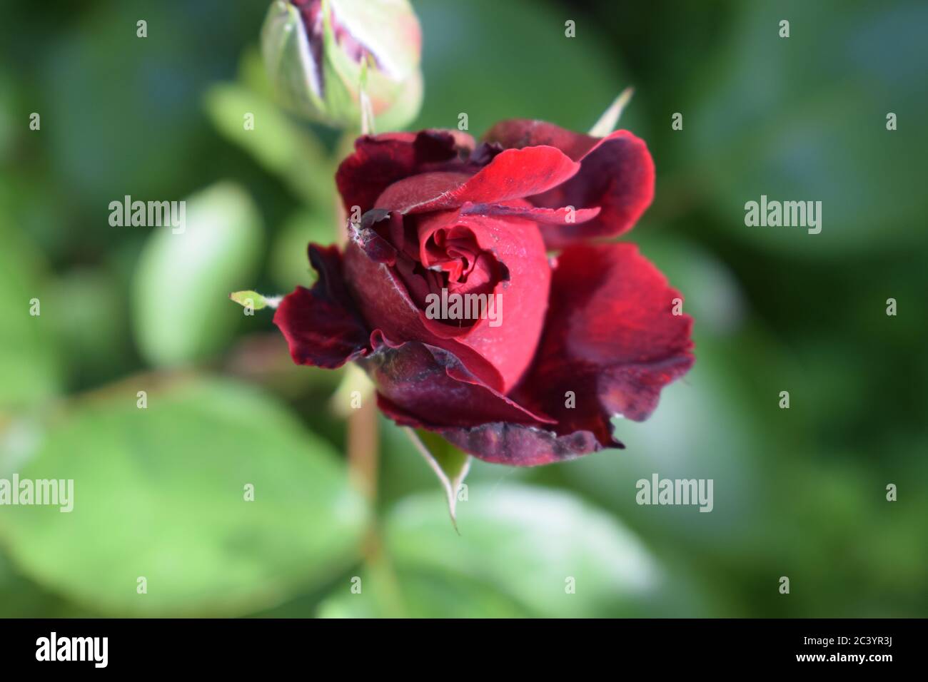 Germany Rosegarden High Resolution Stock Photography and Images - Alamy
