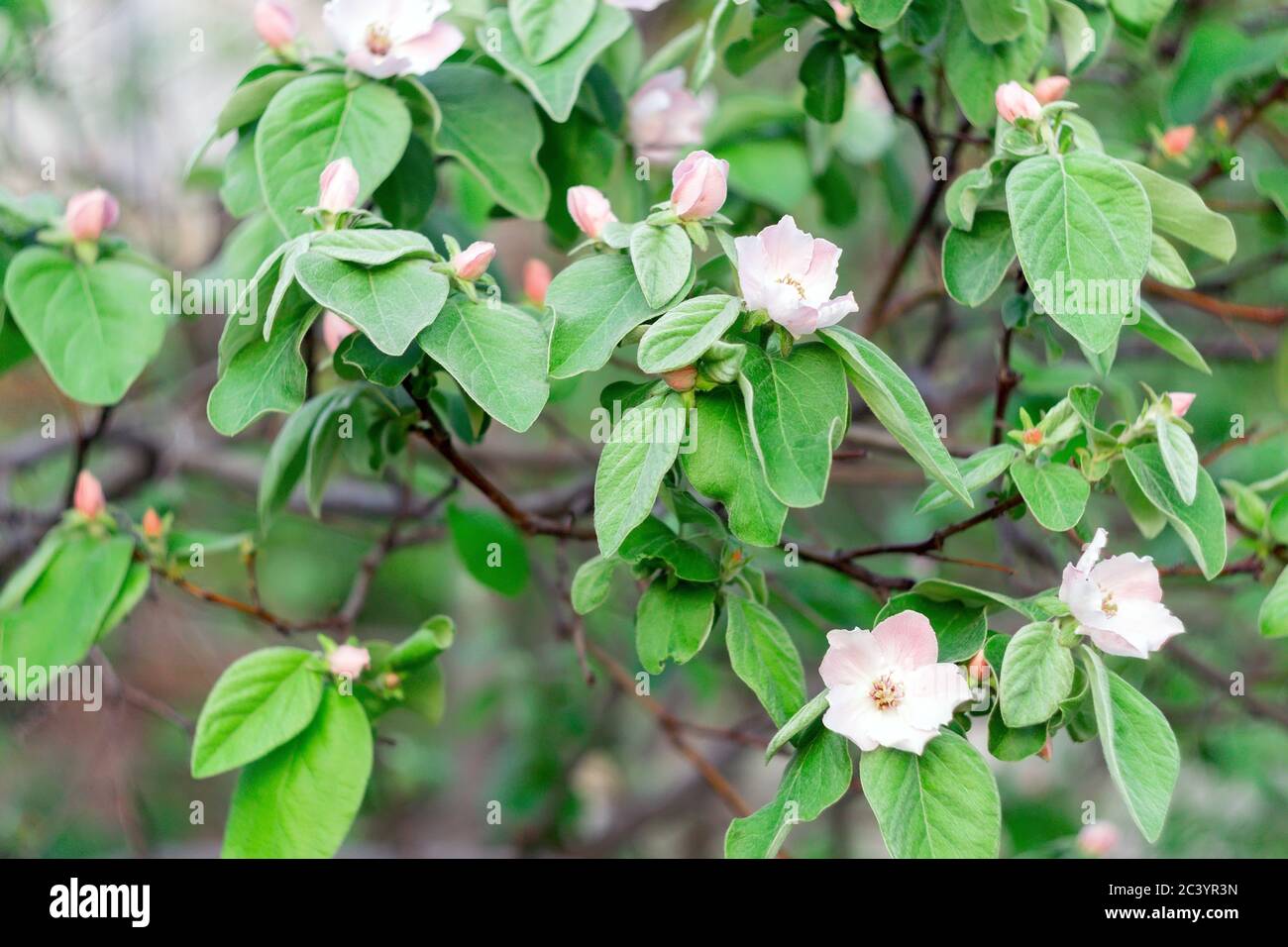 flowering of the fruit tree quince on a natural background Stock Photo ...