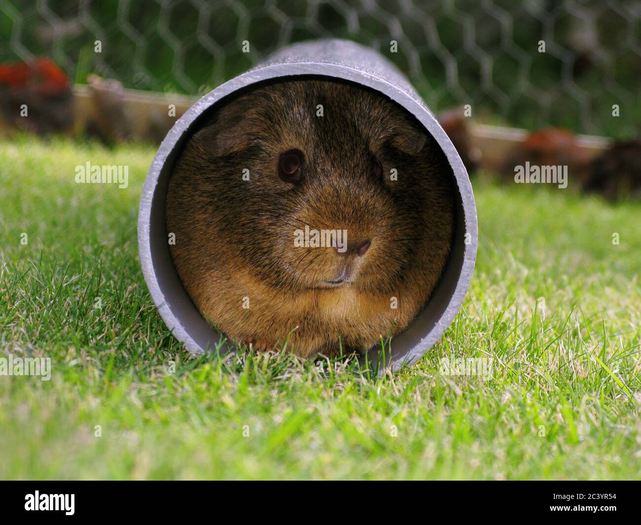 A guinea pig, hiding in his drainpipe home in the garden Stock Photo ...