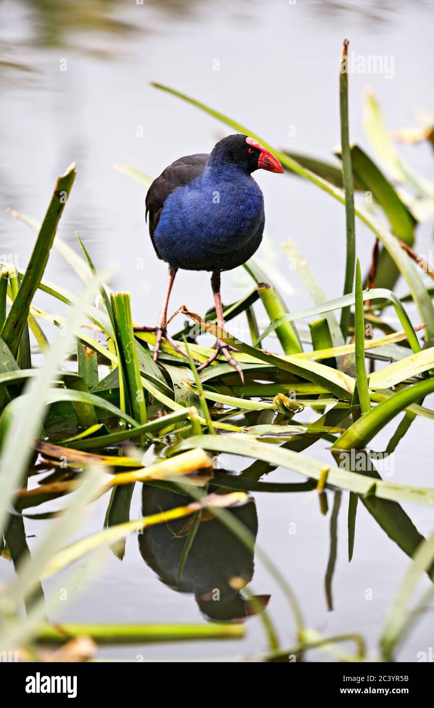 Australian swamphen hi-res stock photography and images - Alamy