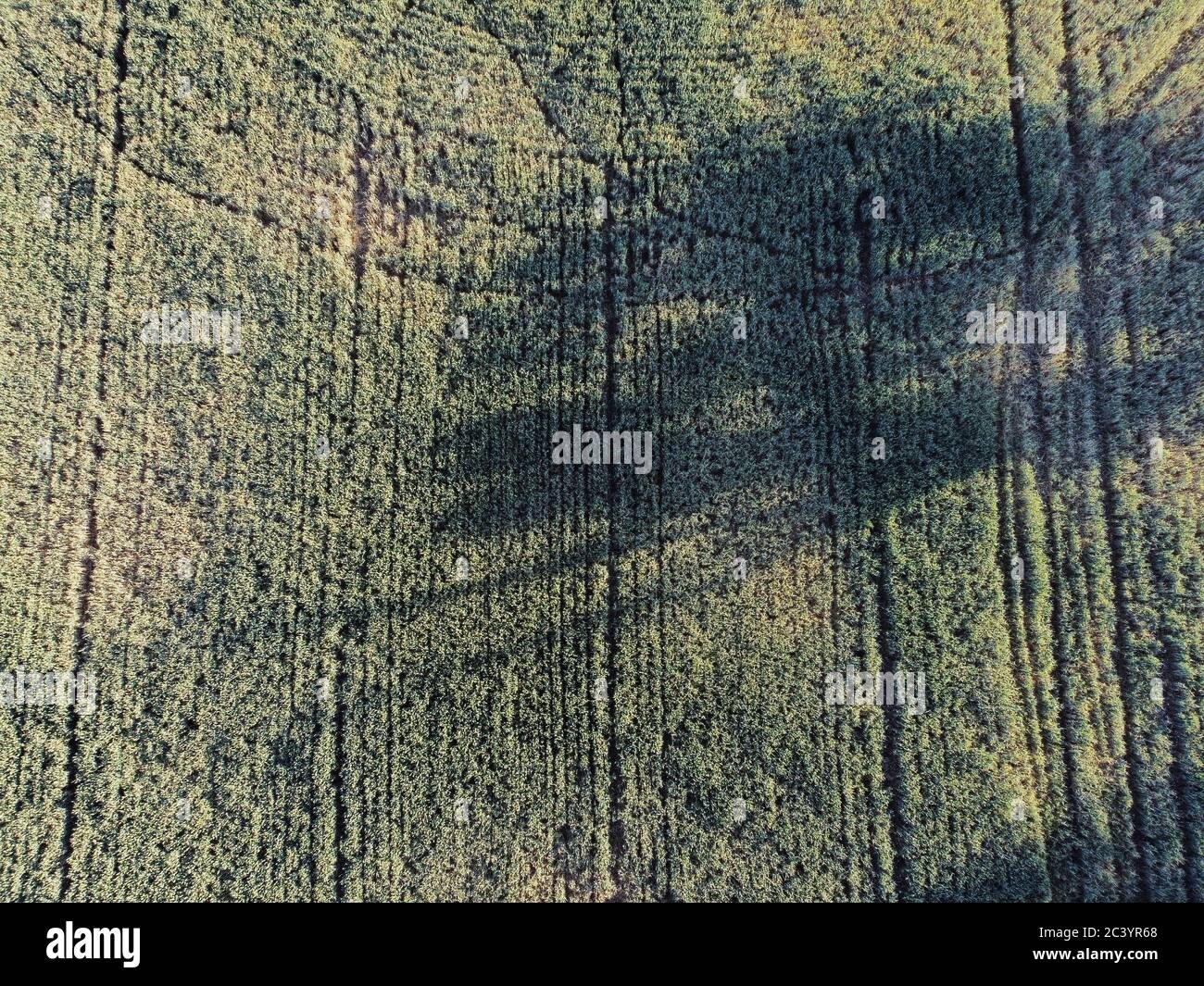 shadow of a tree on a field taken from above Stock Photo - Alamy