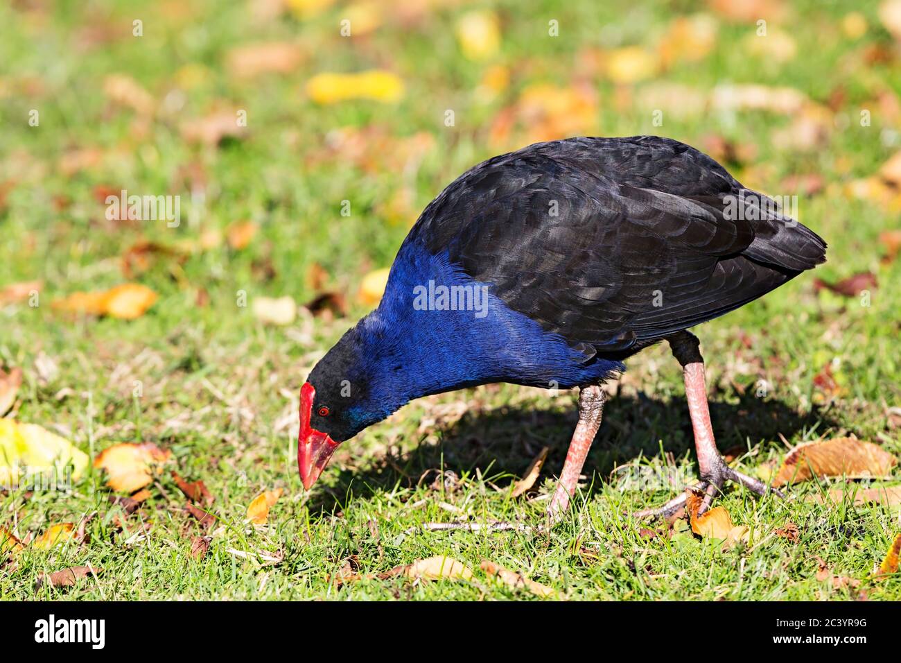 Australian swamphen hi-res stock photography and images - Alamy